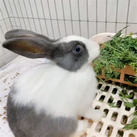 복숭아 동거일지🍑 On Twitter 토끼는 귀가 짧을수록 성격이 나쁘다는 말이 잇던데 반대는 귀 이렇게 긴 더치토끼 처음바요 Twitter