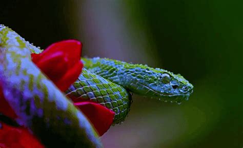 6个官方python存储库被恶意域名抢注实行供应链攻击挖矿 🔰雨苁ℒ🔰