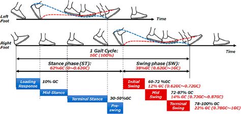 frontiers identification of human walking balance controller based on com zmp model of