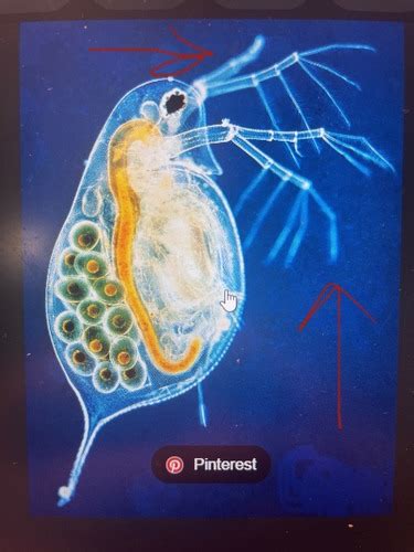 Daphnia Magna Bio Lab Flashcards Quizlet