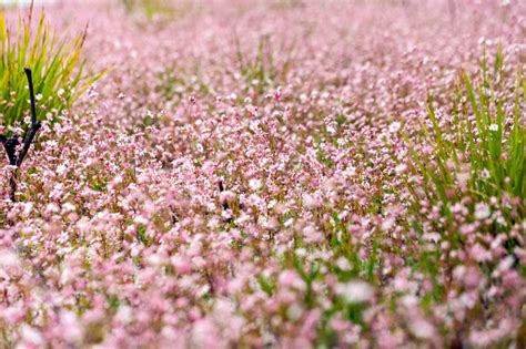 산에서 아름답고 희귀한 토착 핑크 플란넬 꽃의 필드 복사 공간 배경 0명에 대한 스톡 사진 및 기타 이미지 0명