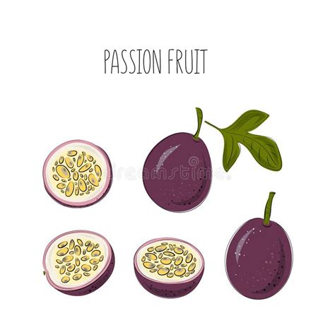 Vector Set Of Passion Fruit Passionfruit Hand Drawn Stylized