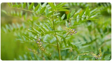 6 Benefits Of Licorice Root Dosage And Safety The Botanical Institute