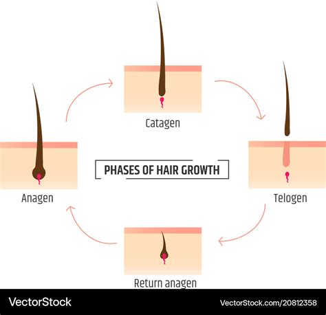 Hair Growth Phases Anagen Catagen Telogen Vector Image