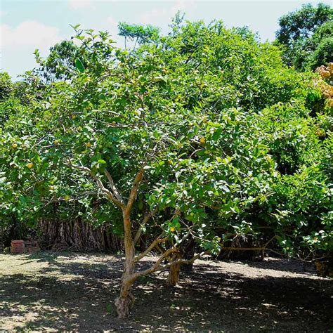 Guava Tree Ruby Supreme Shopic