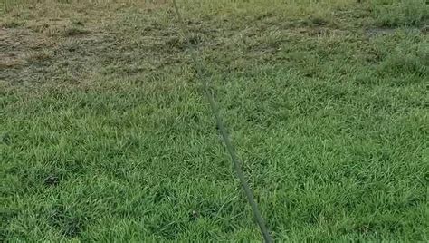 Plaid Pixie 23 Photos Party Entertainment Service