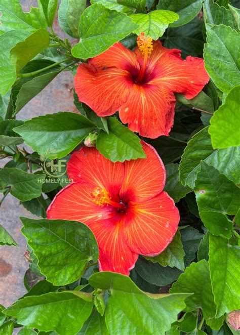 Hibiscus Varieties Homely Feel Gardens