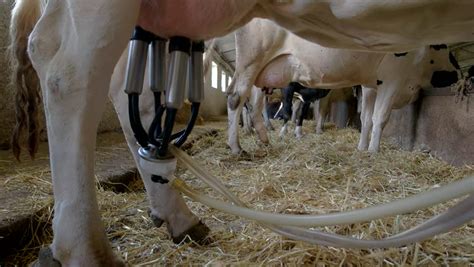 Milking Machine With Pump And Tubing Attached To The Udder Of A Cow For