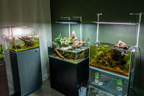 Freshwater Aquarium Setup Ideas 5 Tips For Starting A New Aquarium