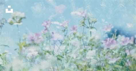 파랗고 하얀 하늘 아래 피는 분홍색 꽃잎 꽃 사진 Unsplash의 무료 파랑 이미지