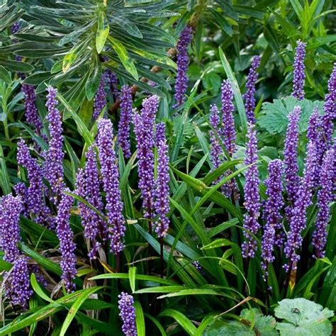 Variegated Liriope Seeds Ornamental Grass Seeds