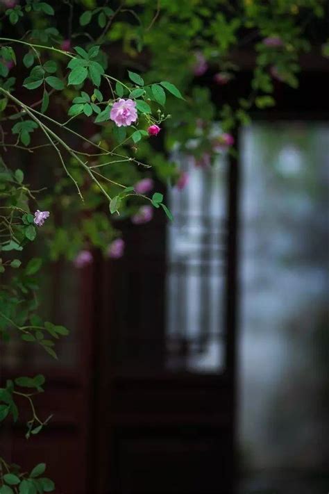 方宅十餘畝，草屋八九間 榆柳蔭後檐，桃李羅堂前 每日頭條