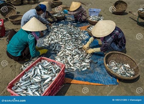 Women Classifying Fish Editorial Image Image Of Tropical 105121385