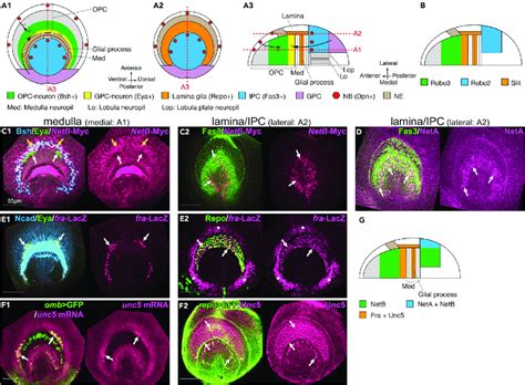 Expression Patterns Of Netrin Ligands And Their Receptors In The Visual