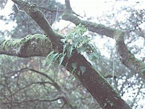 Fern Rhizome BIOL APBI 210 Lab Information