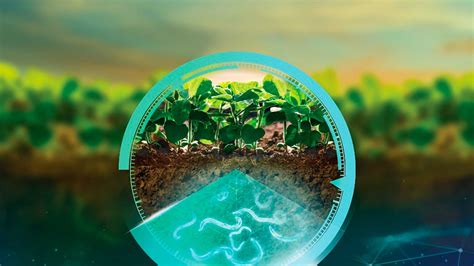 Nova ferramenta digital ajuda diagnosticar infestações de nematoides na