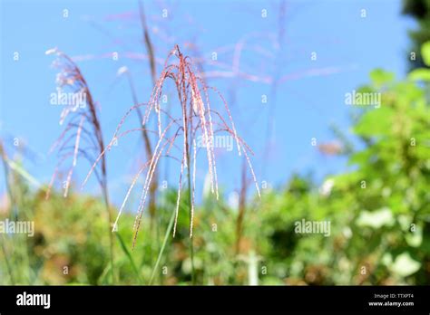Reed Hd Hi Res Stock Photography And Images Alamy