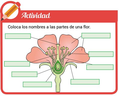 Reproducción Sexual De Las Plantas 1 Escolar Abc Color