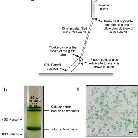 Flowchart Of Events For Chloroplast Isolation Stroma Extractions And
