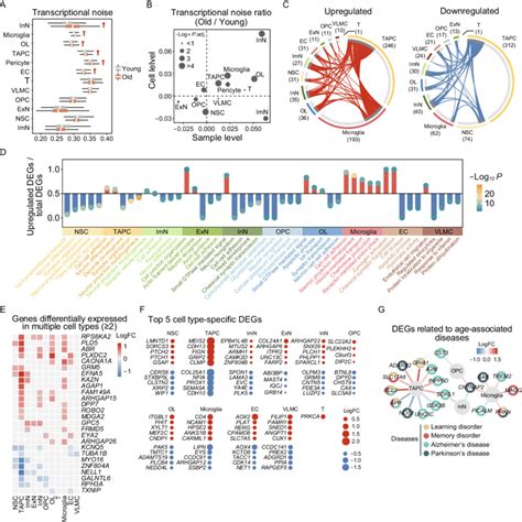 Cellular And Molecular Aging Characteristics Of The Aged Monkey