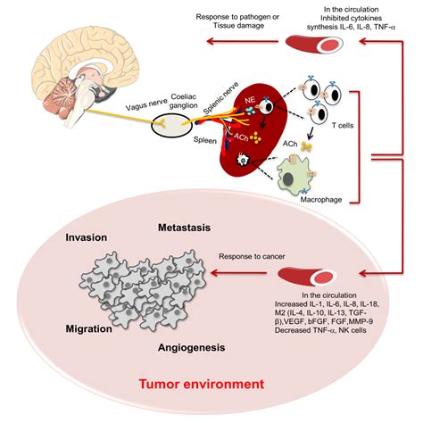 How Cancer Cells Communicate With Nervous And Immune Systems Atlas Of
