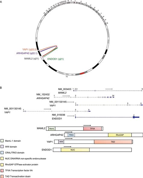 Malignant Undifferentiated Epithelioid Neoplasms With Maml2