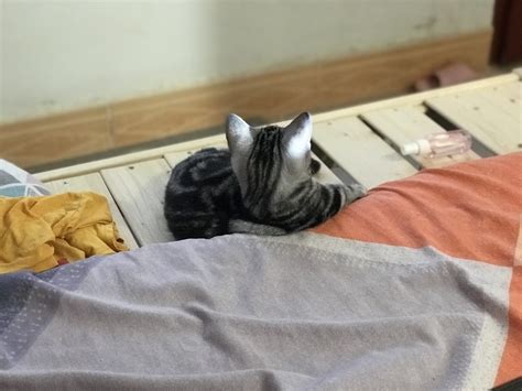 Error While Loading Shared Libraries Libtinfo So 5 Cannot Open Shared Object File No Such