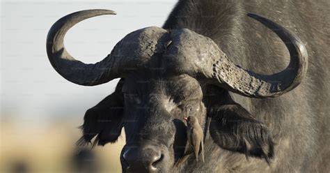 보츠와나 초베 국립공원에 있는 버팔로 사진 Unsplash의 아프리카 버팔로 이미지