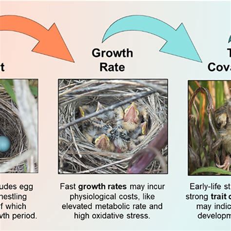 Theoretical Framework For How Nest Predation Pressure Can Impact Growth Download Scientific