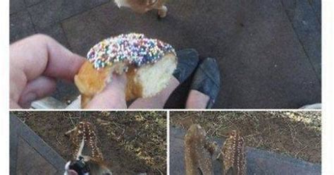 When Youre Working Out And Someone Walks By With Krispy Kreme Imgur