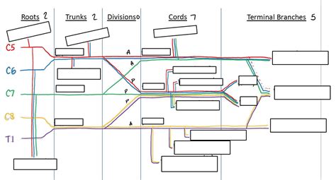 Brachial Plexus Worksheet Nerves Of The Upper Limb Prof Abdulameer