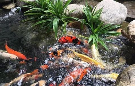 新手飼養錦鯉了解清楚這五個點健康好魚養出來 每日頭條