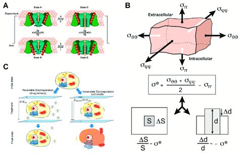 The Three Models That Could Partially Explain The Action Of Alternating