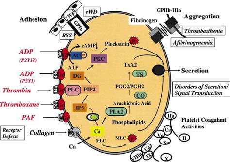 A Schematic Representation Of Selected Platelet Responses To Activation