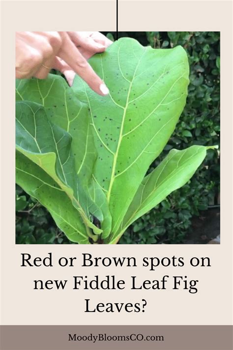 How To Treat And Fix Fiddle Leaf Fig Brown Spots Artofit