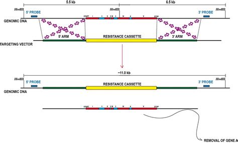 Biofreaks Biochemistry Blog V Beta Ggs Live Gene Targeting
