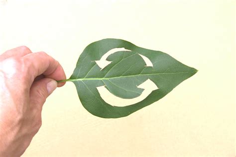 손에 들고 있는 녹색 잎사귀에 새겨진 순환 경제 상징 지속 가능한 농업과 식량의 상징으로 녹색 자연 잎에 두 개의 쫓는 화살 0