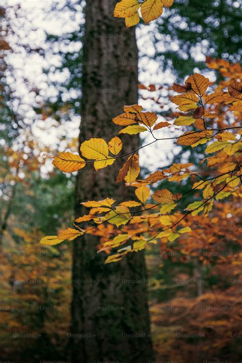 A Tree With Yellow Leaves In A Forest Photo Autumn Image On Unsplash
