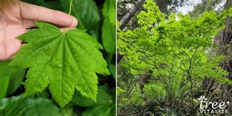 7 Usda Zone 9 Maple Trees Heat Tolerant Varieties
