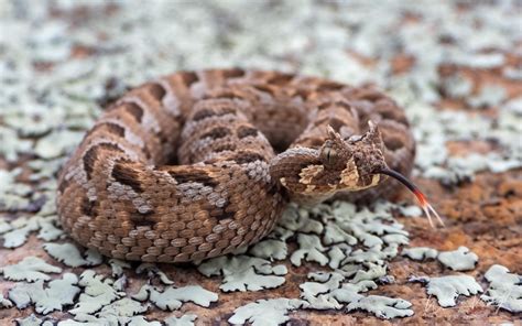 Many Horned Adder Bitis Cornuta Dangerously Venomous R Southafrica