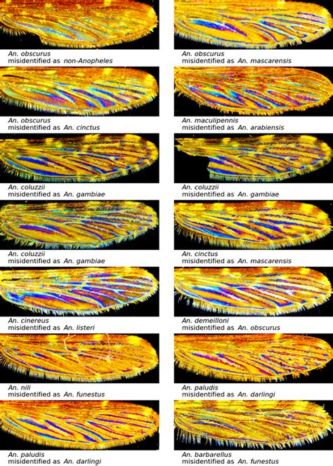 Selected Examples Of Misclassified Pictures At The Genus Level An