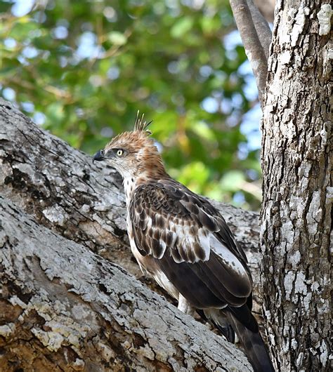 The Life Journey In Photography Legges Hawk Eagle Wilpattu National Park Sri Lanka