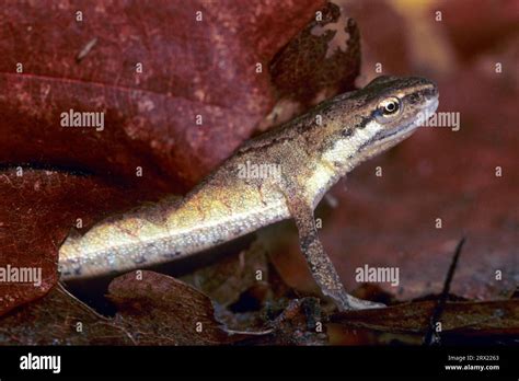 Captive Smooth Newt Triturus Vulgaris The Female Lays 100 300