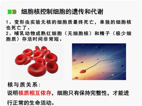 2 4 细胞核是细胞生命活动的控制中心课件 共30张ppt 高一生物（浙科版2019必修1） 21世纪教育网