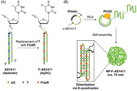 A Nanoparticles Bearing A Tumor‐targeting Anti‐nucleolin Aptamer In