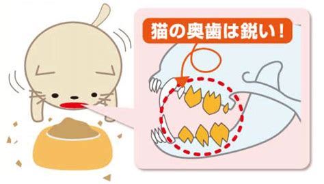 身近な動物の不思議な歯のはなし｜marimo Note｜逗子の矯正歯科・予防歯科 マリモ歯科・矯正