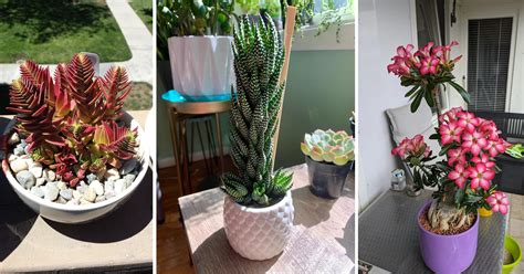 Beautiful Succulents That Look Like Lips Succulent Garden Web