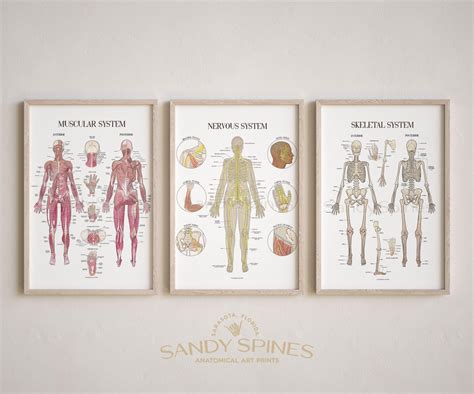 Nerve Anatomy Chart Poster For Chiropractors And Pts Sandyspines