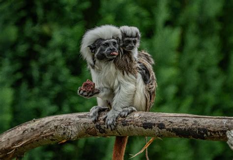 Chester Zoo Announces Birth Of ‘exceptionally Rare Twin Monkeys