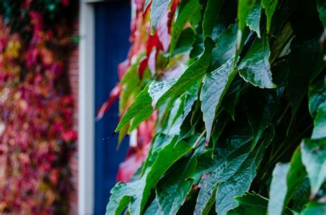 树叶 叶子 秋天 Pixabay上的免费照片 Pixabay